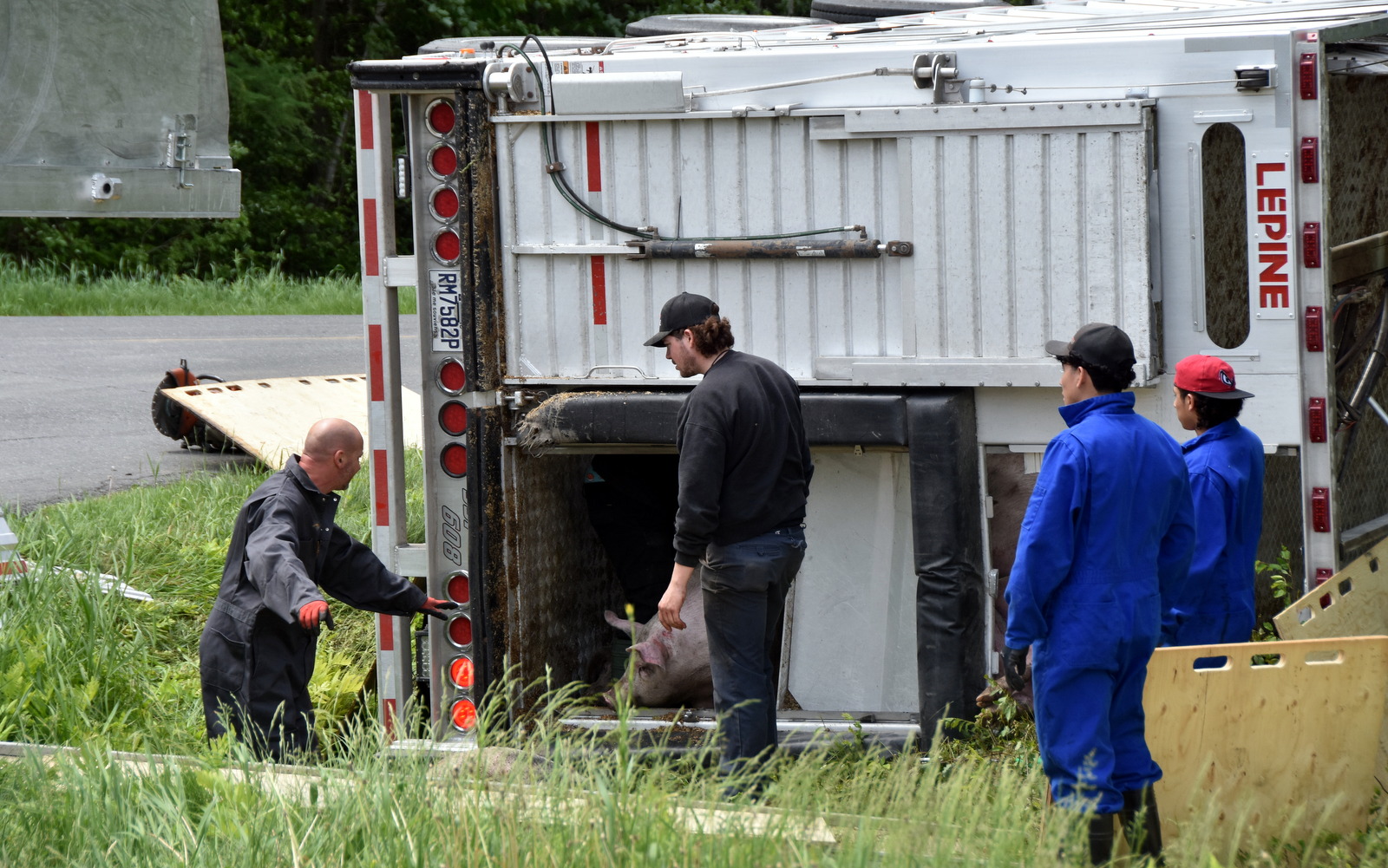 Un camion transportant quelques centaines de porcs se renverse dans la ...